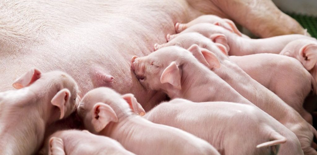 Total Pig Health Top - Swine Japan